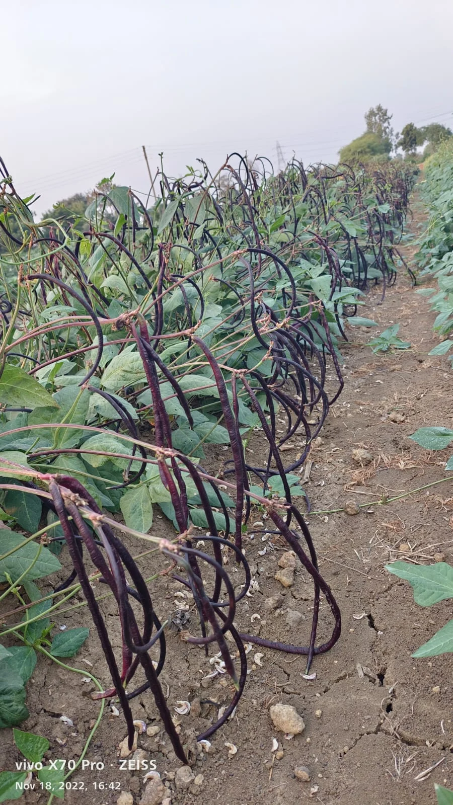 Cowpea - Pragyan Seeds