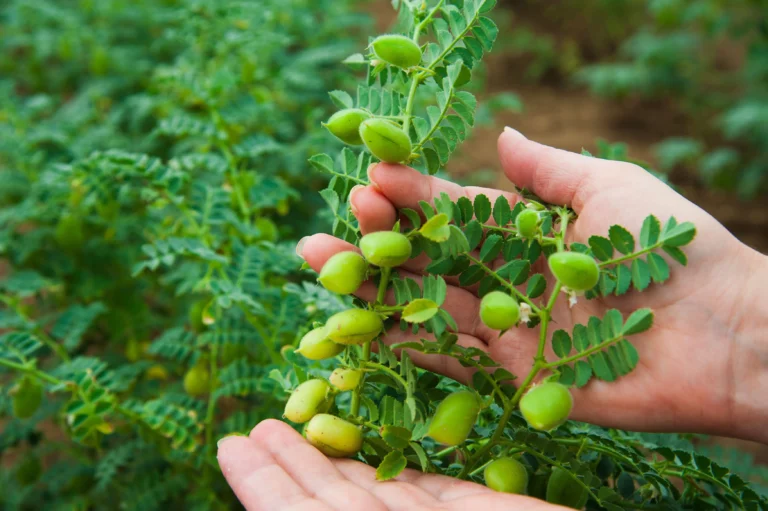 Pulses Crops Seed – Pragyan Seeds